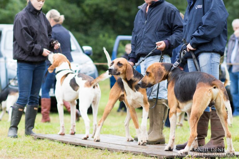 Falstone Border Shepherds' Show