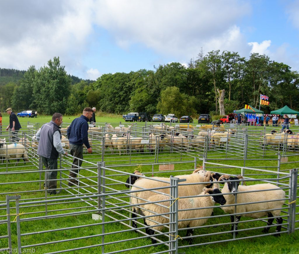 2024 Gallery – Falstone Border Shepherds' Show